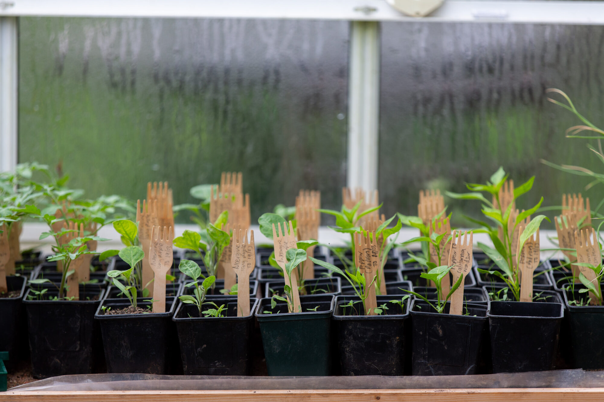 Kitchen Garden Workshop - Propagating Vegetables and Herbs by Seeds and ...
